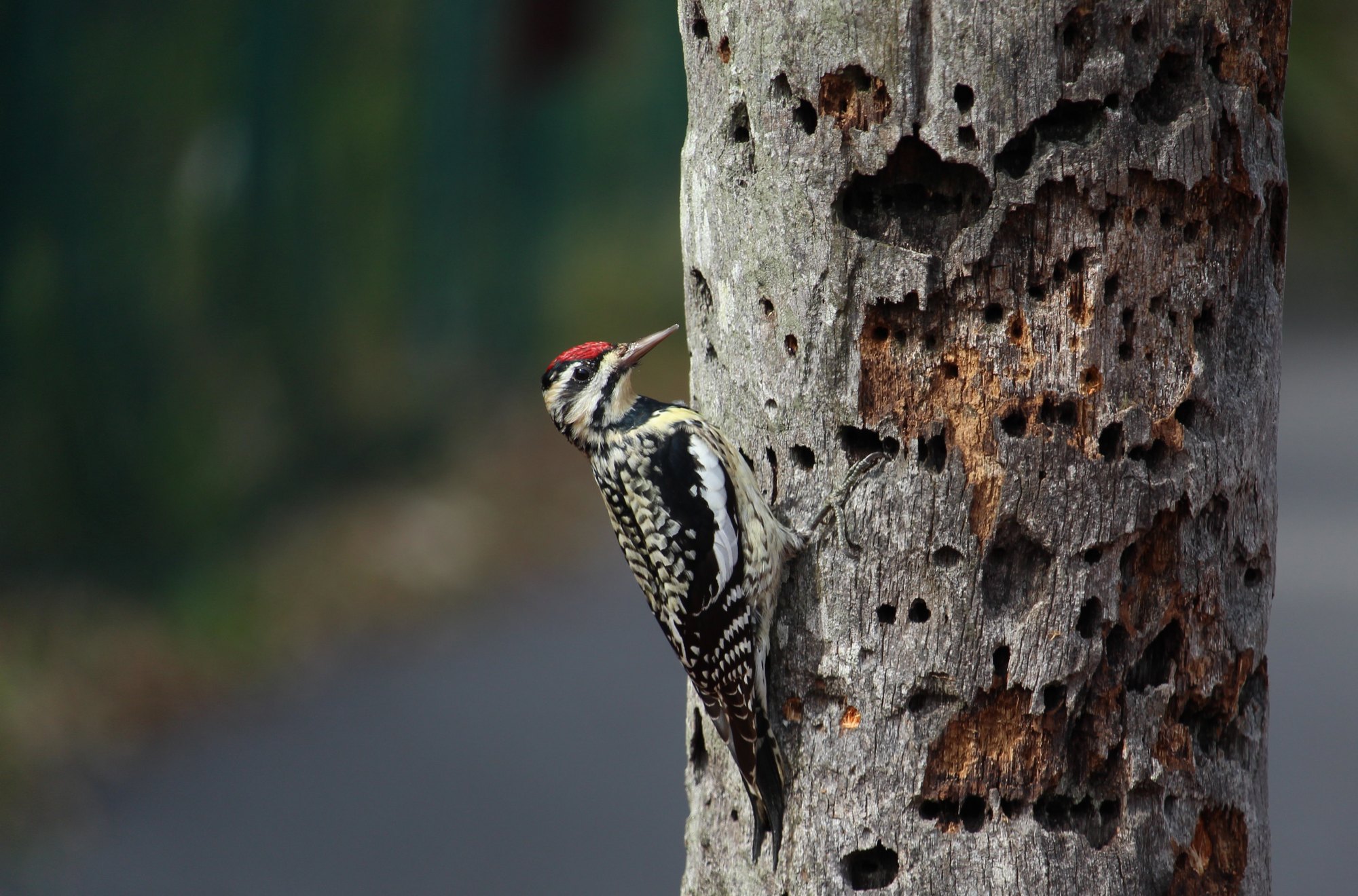 Detecting woodpecker damage on fibre-optic cables with drones ...